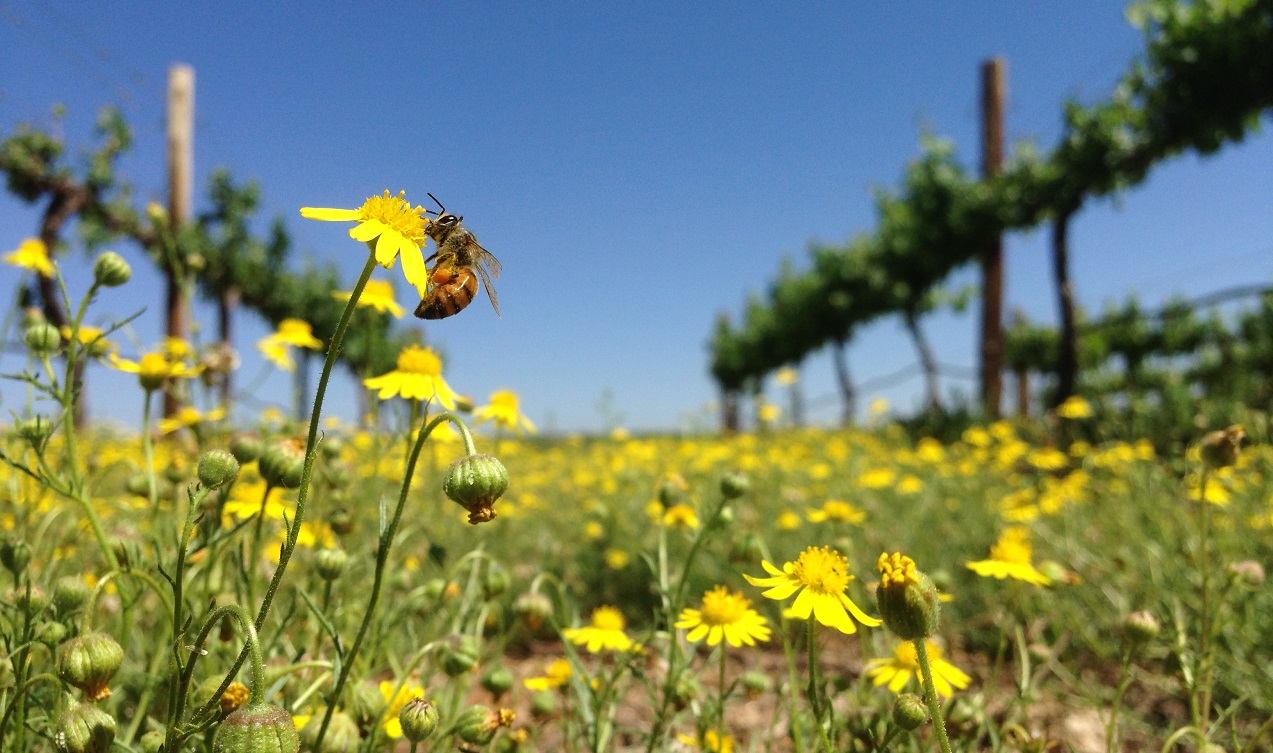 Lowerland, Vaalkameel Colombard 2018 Prieska | ジャンシス・ロビンソン