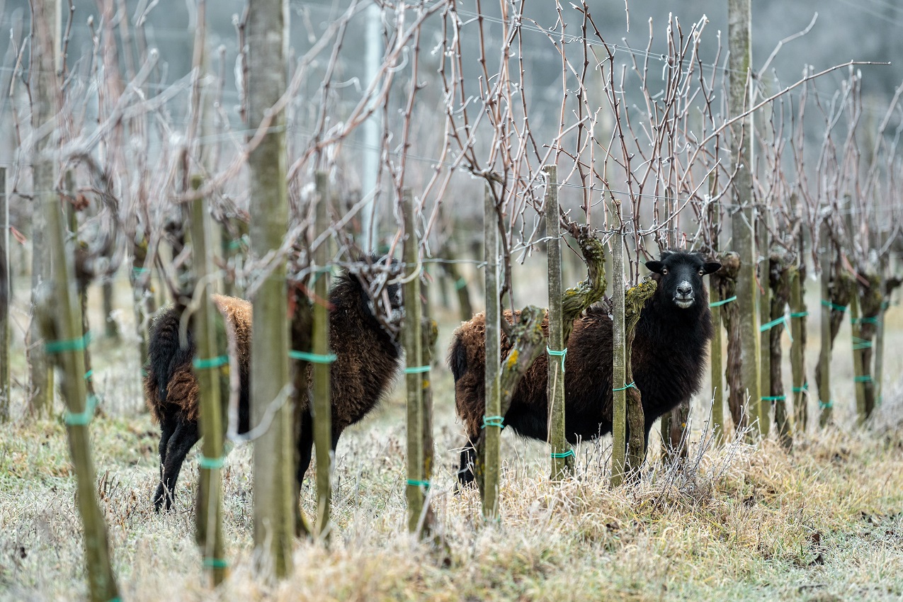 WWC20 – Franz Weninger, Burgenland and Sopron II | Jancis Robinson