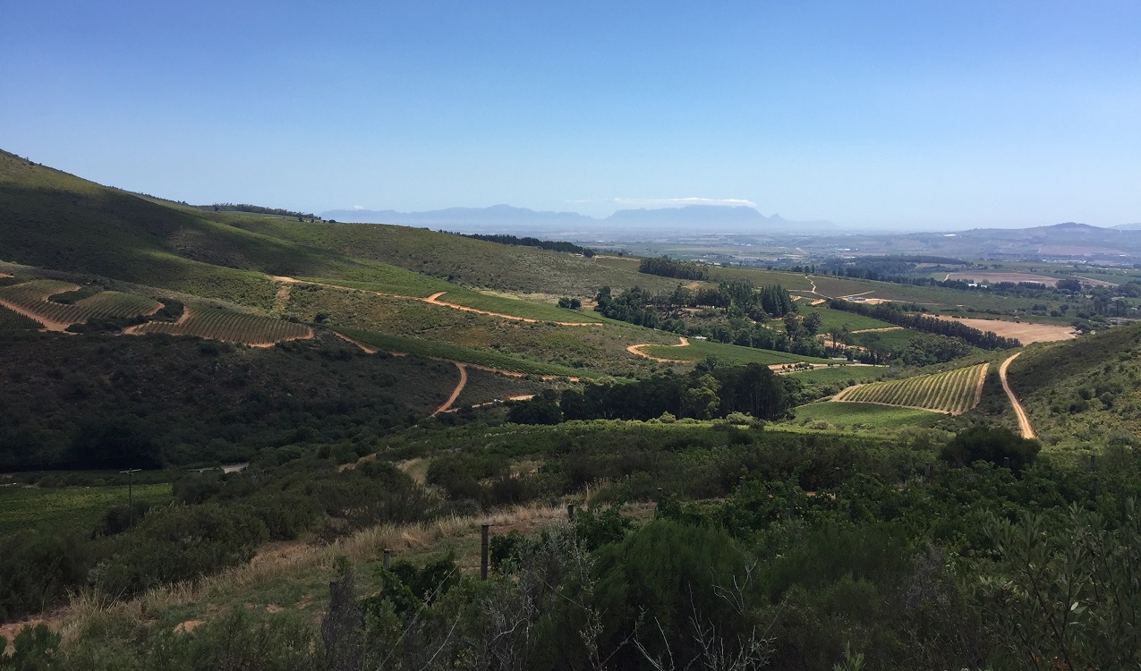 WWC20 – Reyneke, Stellenbosch | Jancis Robinson