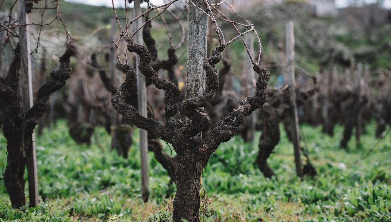 Save the stumps | Jancis Robinson