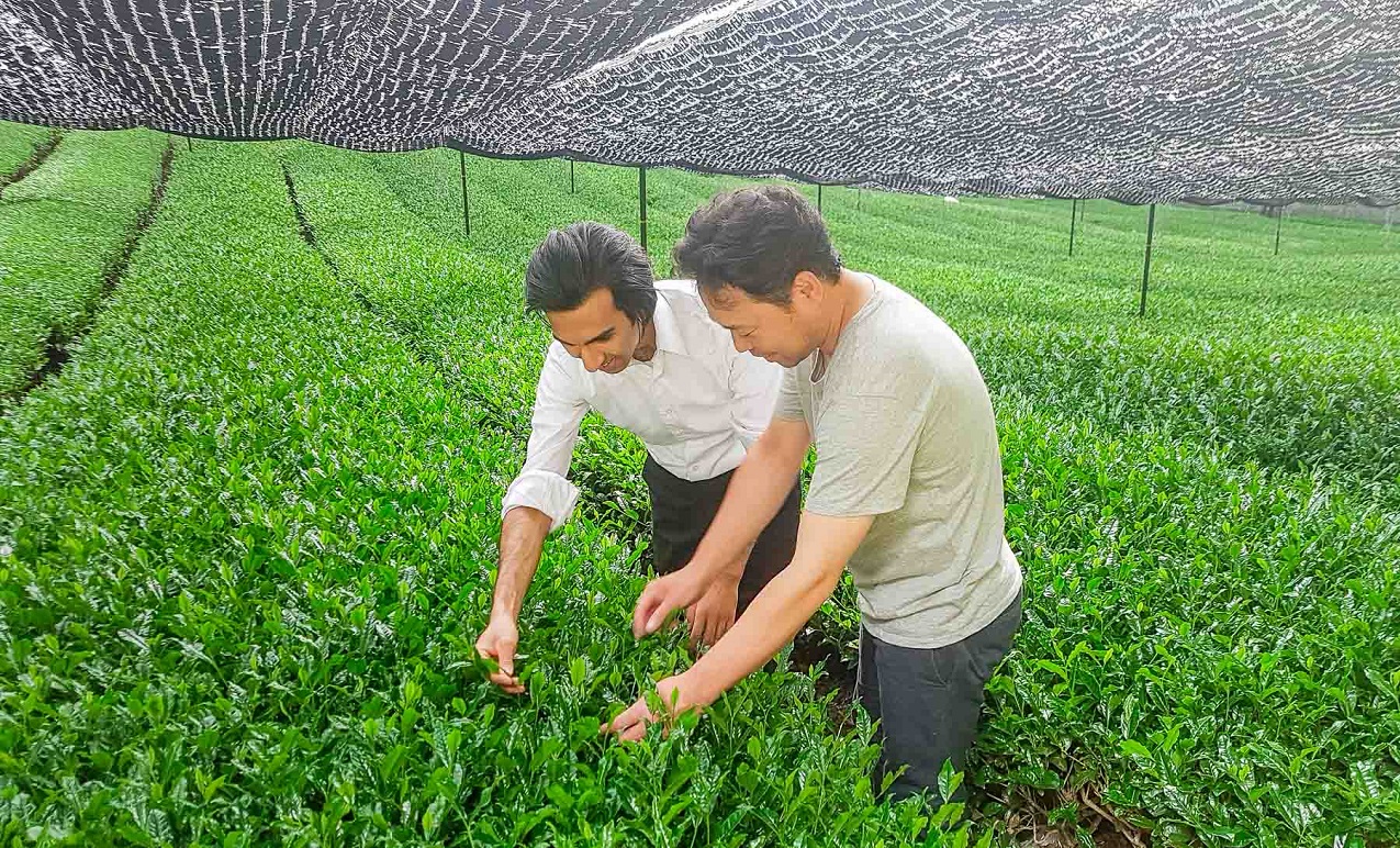 Tea time | Jancis Robinson