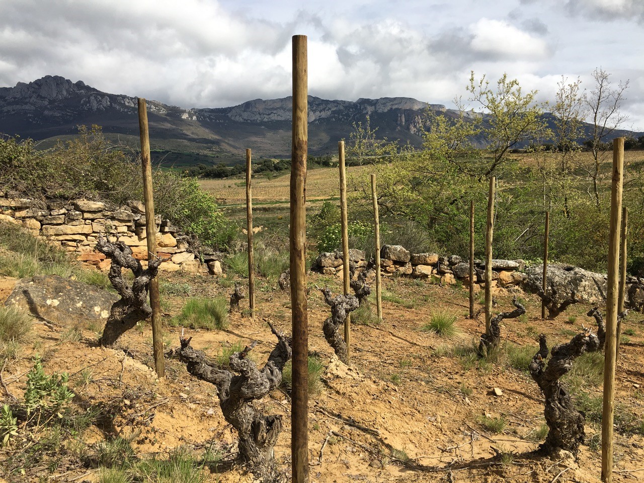WWC21 – San Julián, Rioja | Jancis Robinson