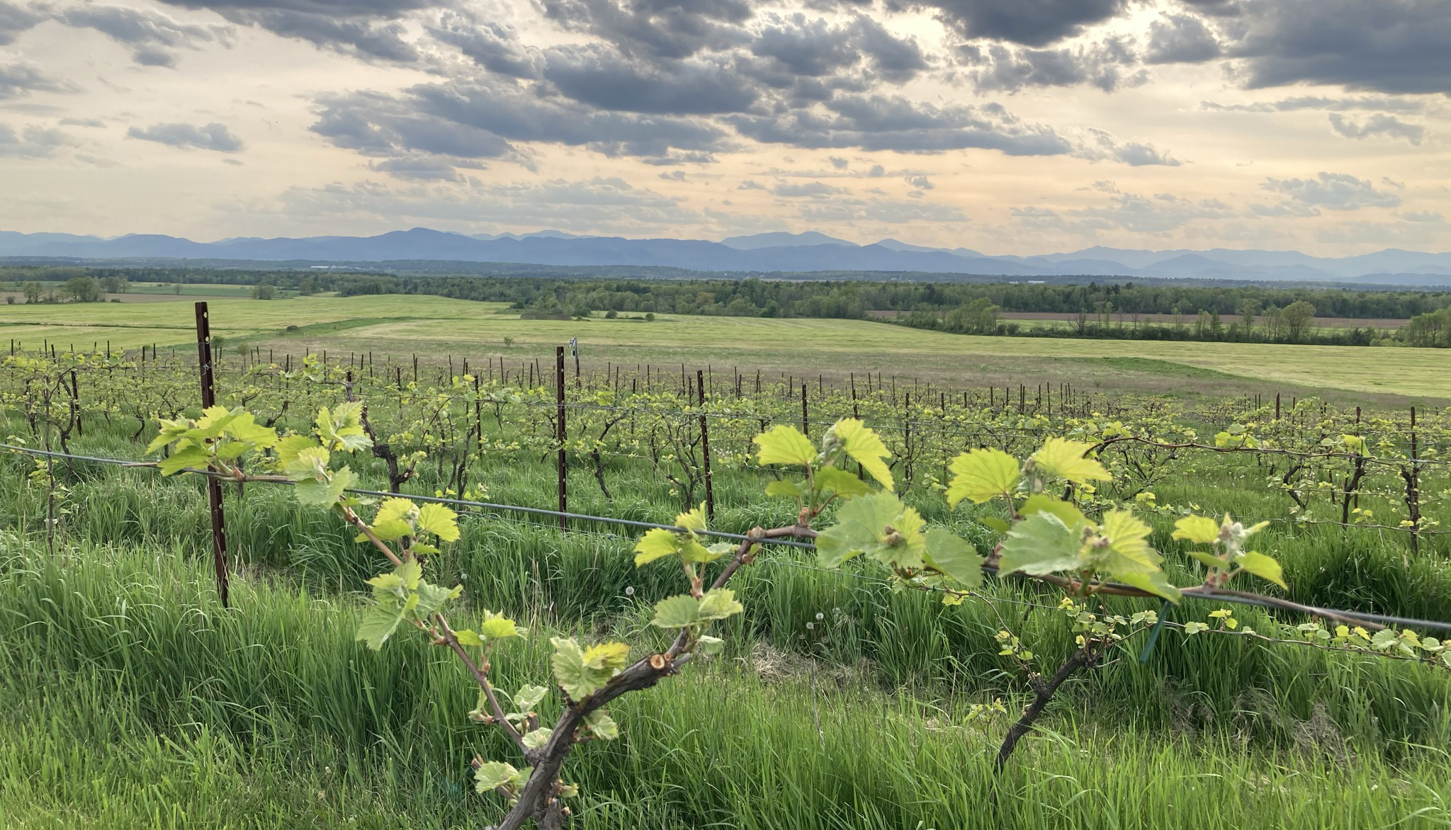 Vermont's hybrid wine scene | Jancis Robinson