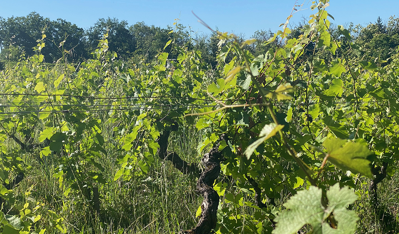 WWC22 – Allison Burton-Parker | Jancis Robinson