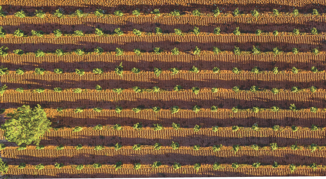 Coaxing wine from a red desert | Jancis Robinson