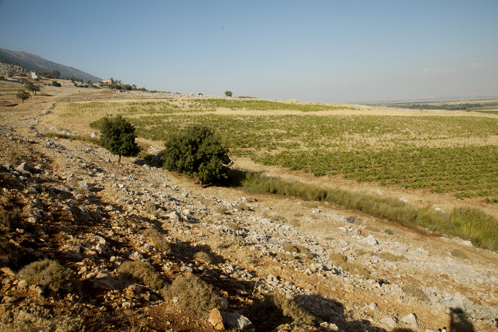 Old-vine wines – part 1 Lebanon | Jancis Robinson
