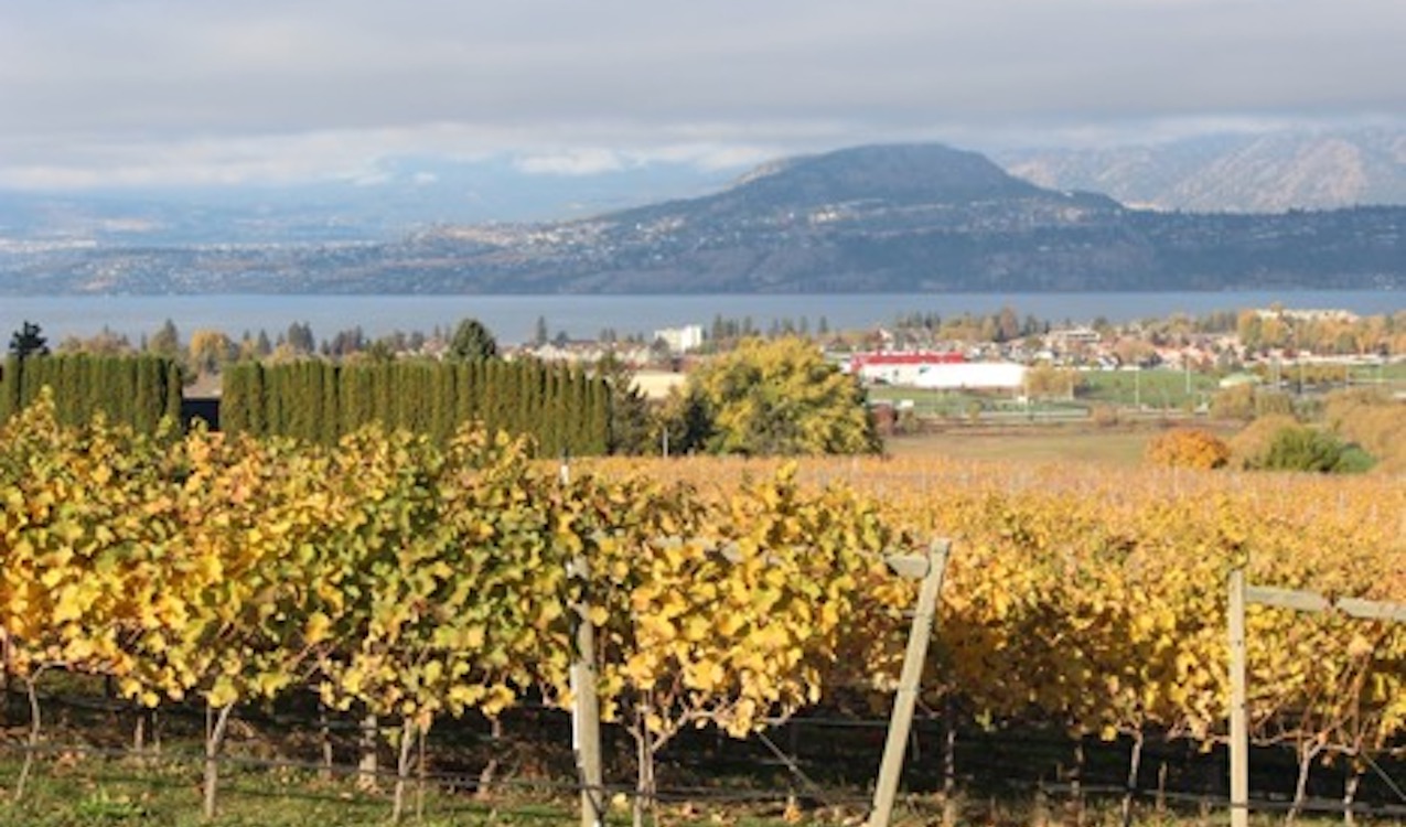 WWC22 – Barb Wild | Jancis Robinson