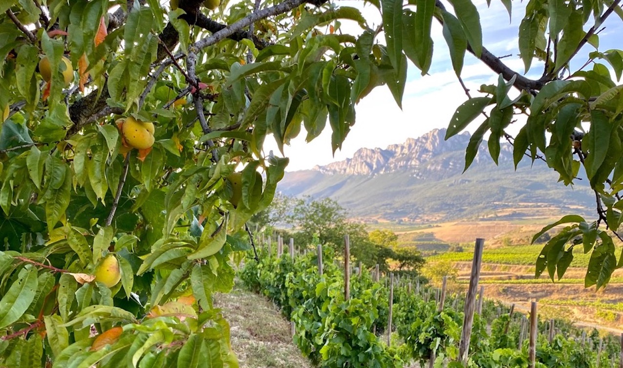 WWC22 – Melanie Hickman | Jancis Robinson