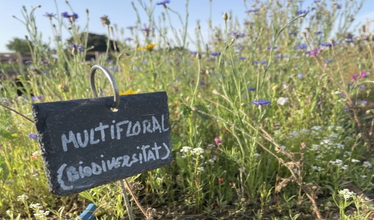 WWC22 – Josie Phillips | Jancis Robinson