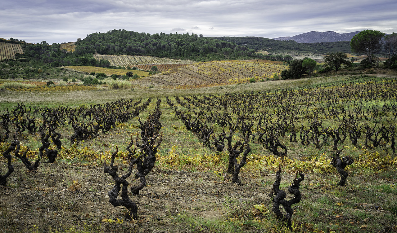 Old-vine wines – part 6 Roussillon | Jancis Robinson
