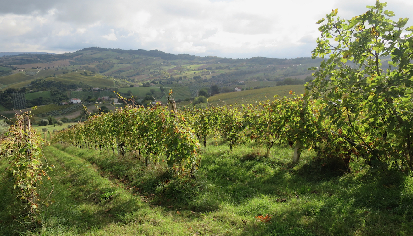 La Distesa, Terre Silvate Verdicchio 2021 IGT Marche | Jancis Robinson