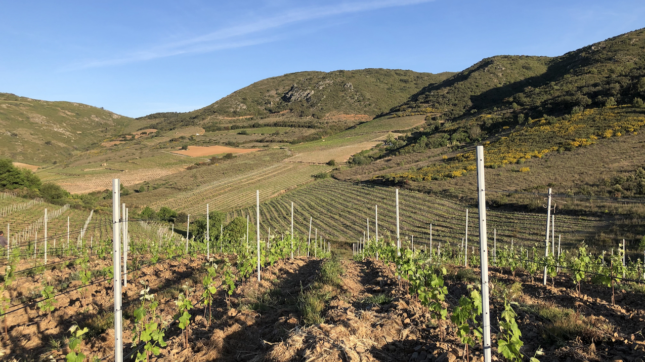 Chapoutier, Bila-Haut 2020 Côtes du Roussillon-Villages | Jancis Robinson