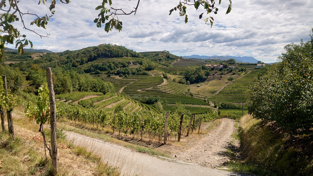Brda – land of a thousand terraces | Jancis Robinson
