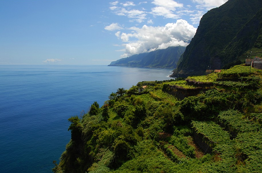 Madeira, a small miracle | Jancis Robinson