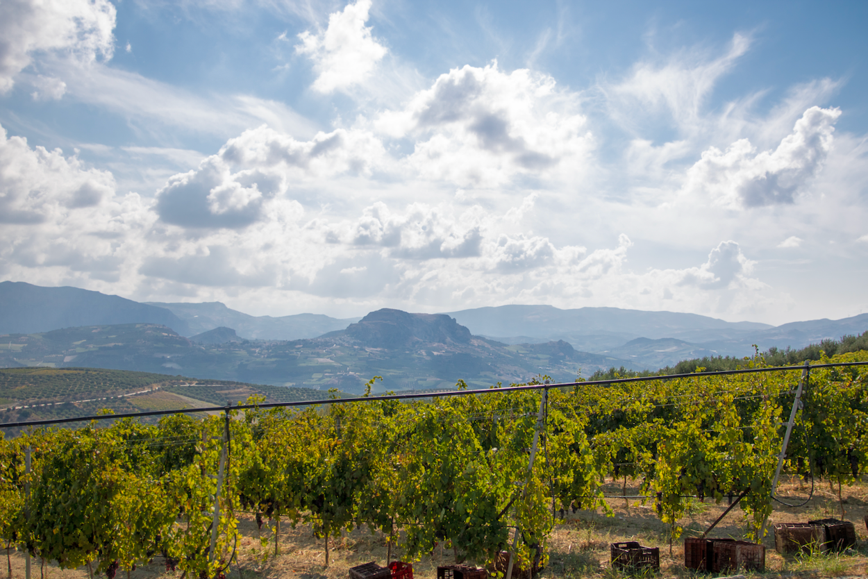 Douloufakis, Dafnios Liatiko 2019 Dafnes | Jancis Robinson