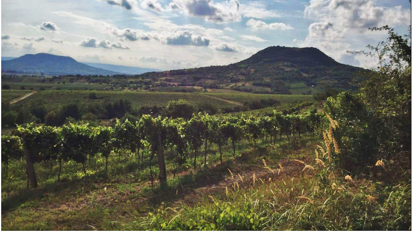 Moric Riesling/Furmint, Balaton | Jancis Robinson