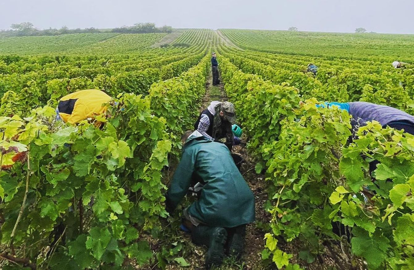 Pascal Jolivet 2021 Sancerre | Jancis Robinson