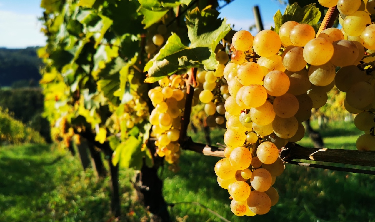 Furmint in Hungary and beyond | ジャンシス・ロビンソン