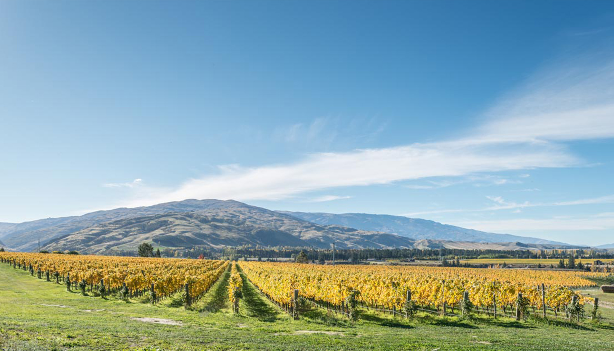 New Zealand wines now – everything but Sauvignon Blanc | Jancis Robinson