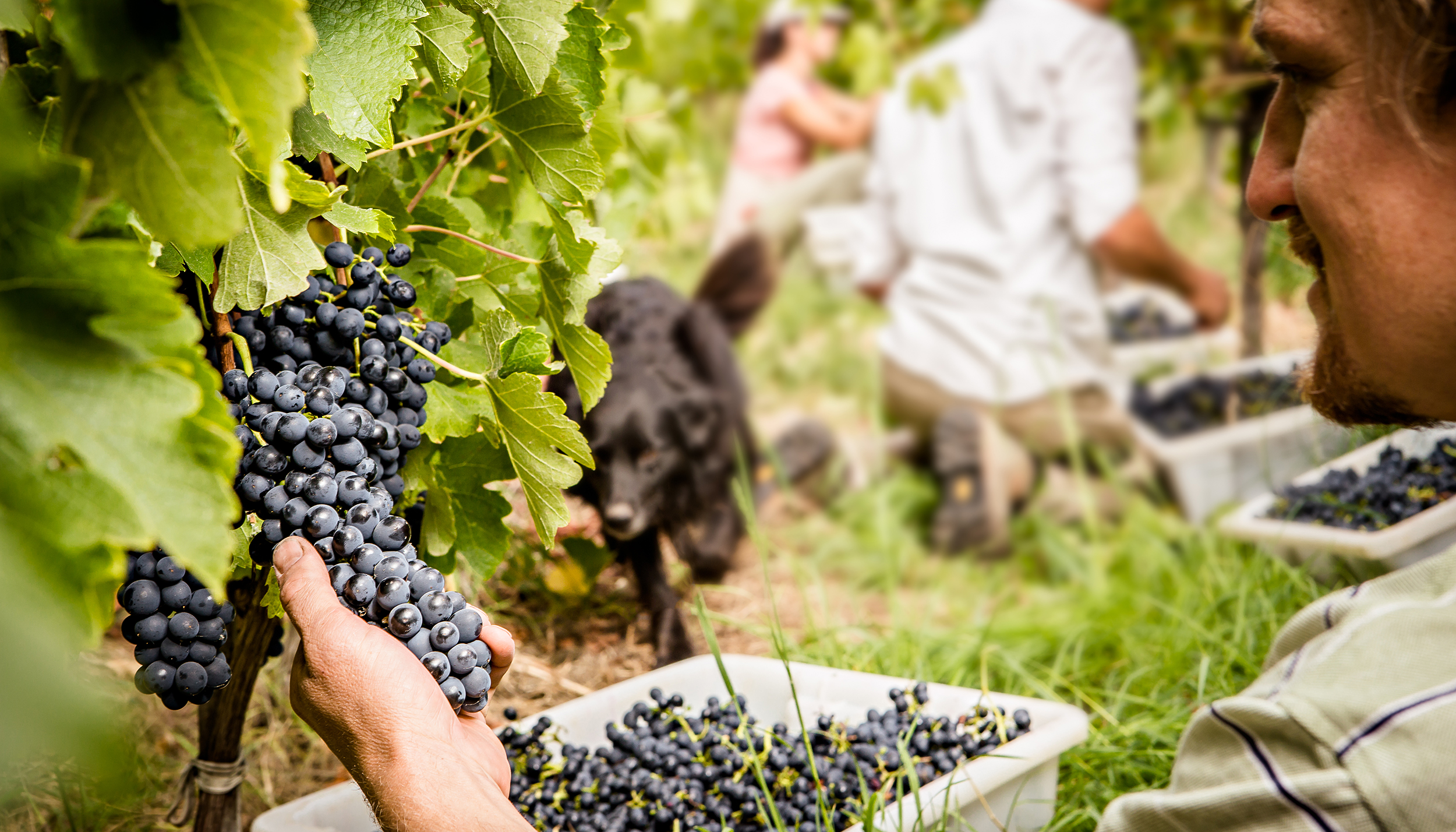 Australian Syrah – not Shiraz | Jancis Robinson