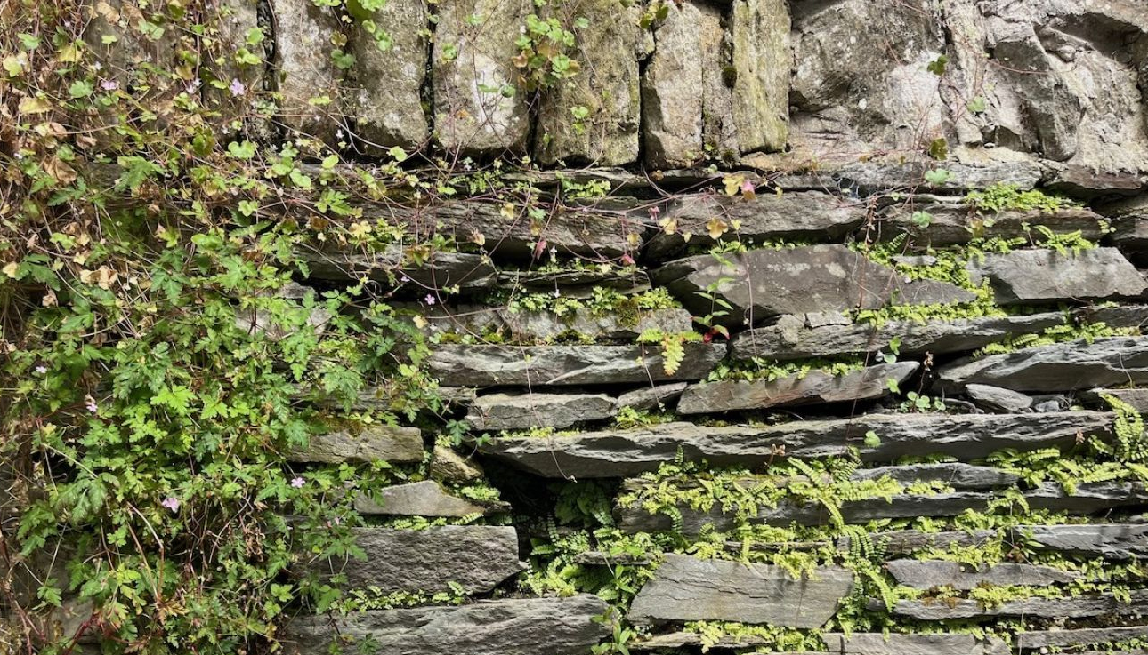 A Turkish outpost in Ireland | Jancis Robinson