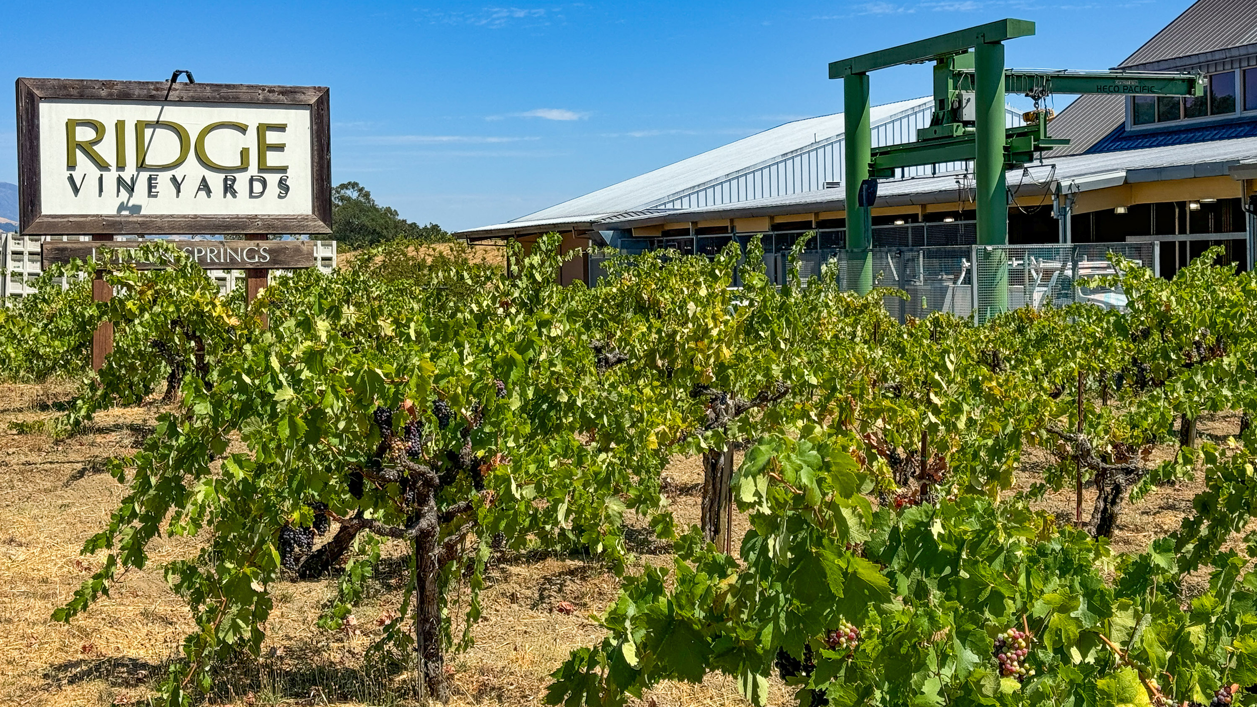 Ridge Lytton Springs turns 50 | Jancis Robinson