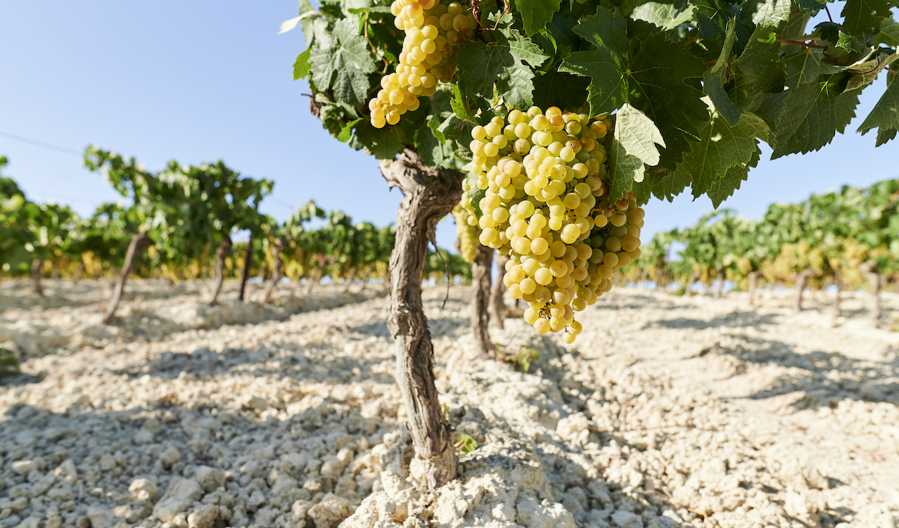 Alberto Orte, Atlántida Blanco 2021 Vino de España | Jancis Robinson