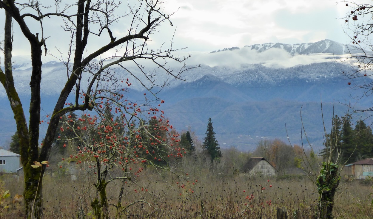 Guria – slow renaissance in western Georgia | Jancis Robinson