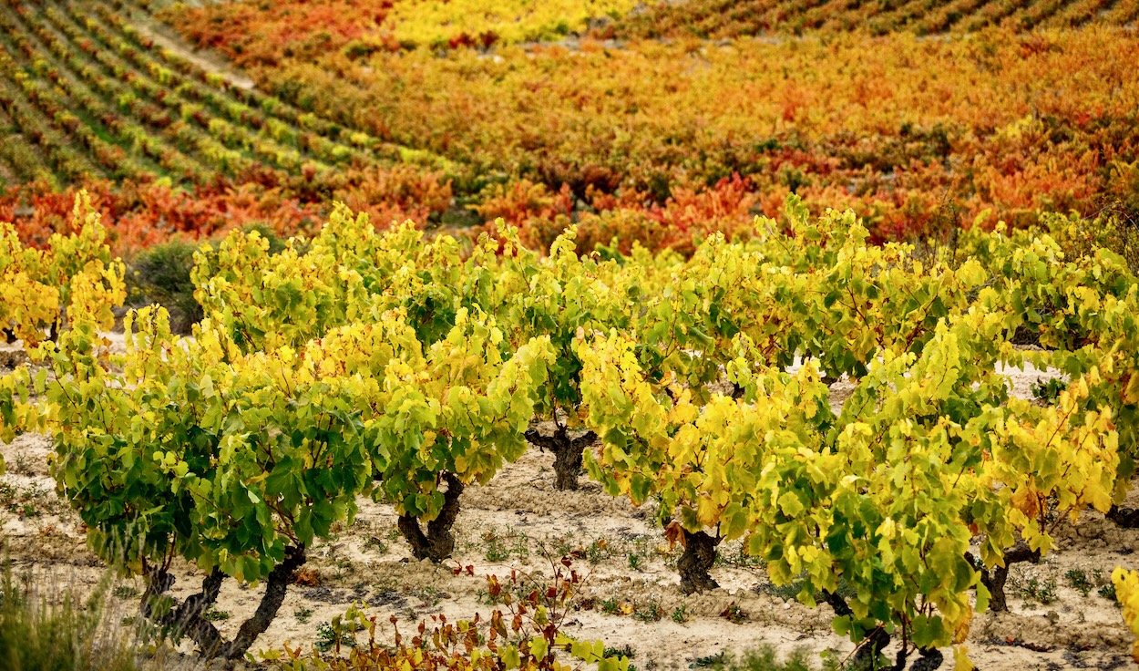 Old-vine wines from around the world | Jancis Robinson