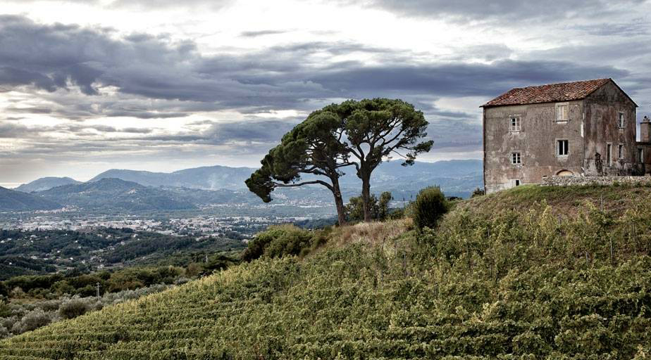 Terenzuola, Vigne Basse Vermentino, Toscana | Jancis Robinson