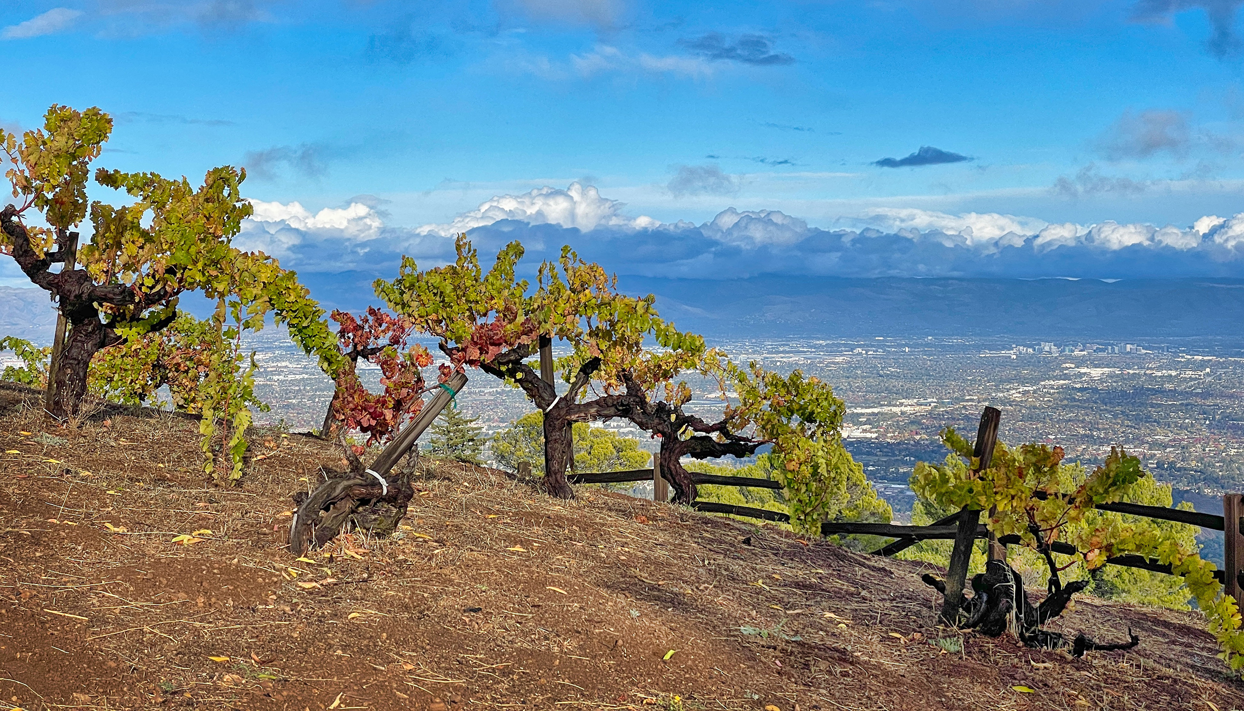 Santa Cruz Cabernet proliferates | Jancis Robinson