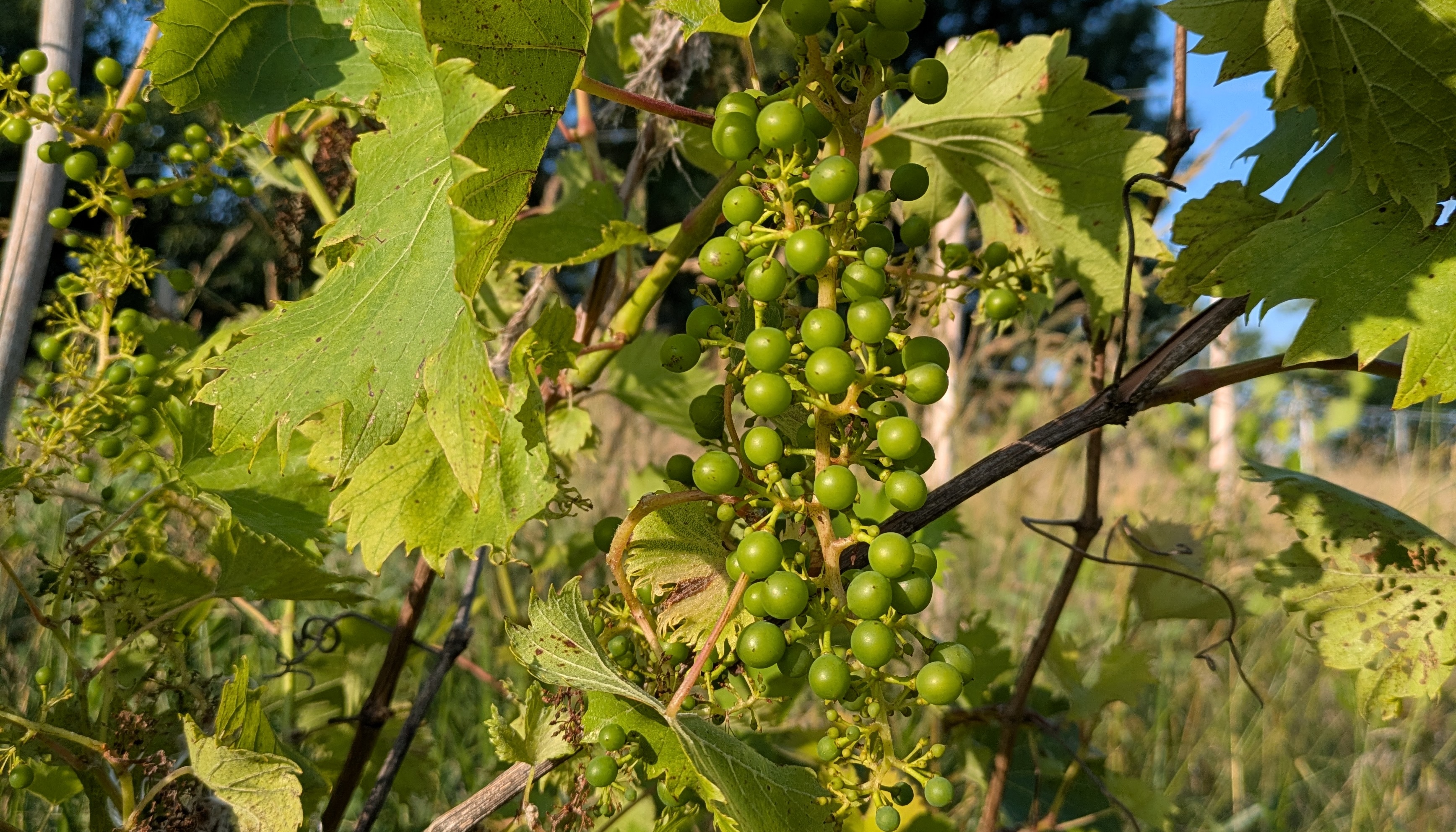 WWC25 – Chambourcin: a testament, by Eric Brauninger | Jancis Robinson