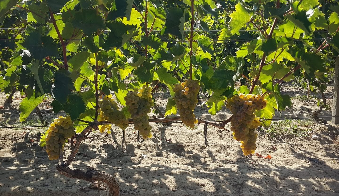 WWC25 – Telti-Kuruk: Fox's Tail and smell of sea, by Daria Antonenko ...