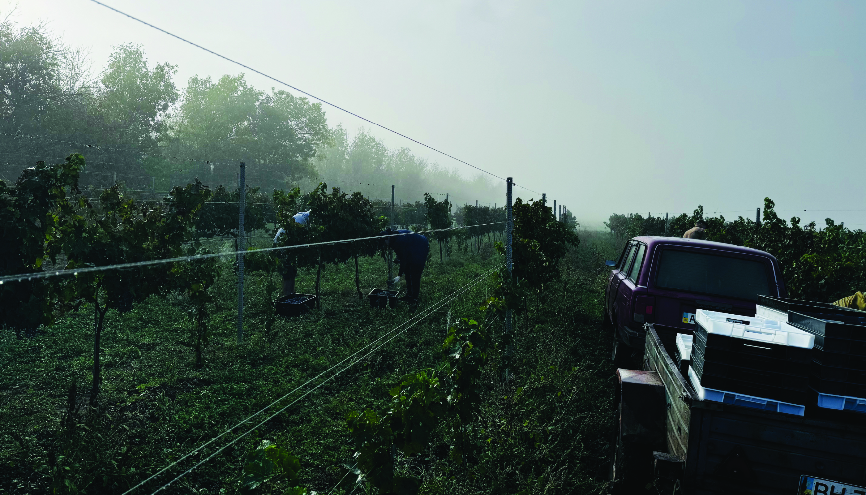 WWC25 – Odessa Black: the grape that waited, by Maryna Revkova | Jancis ...