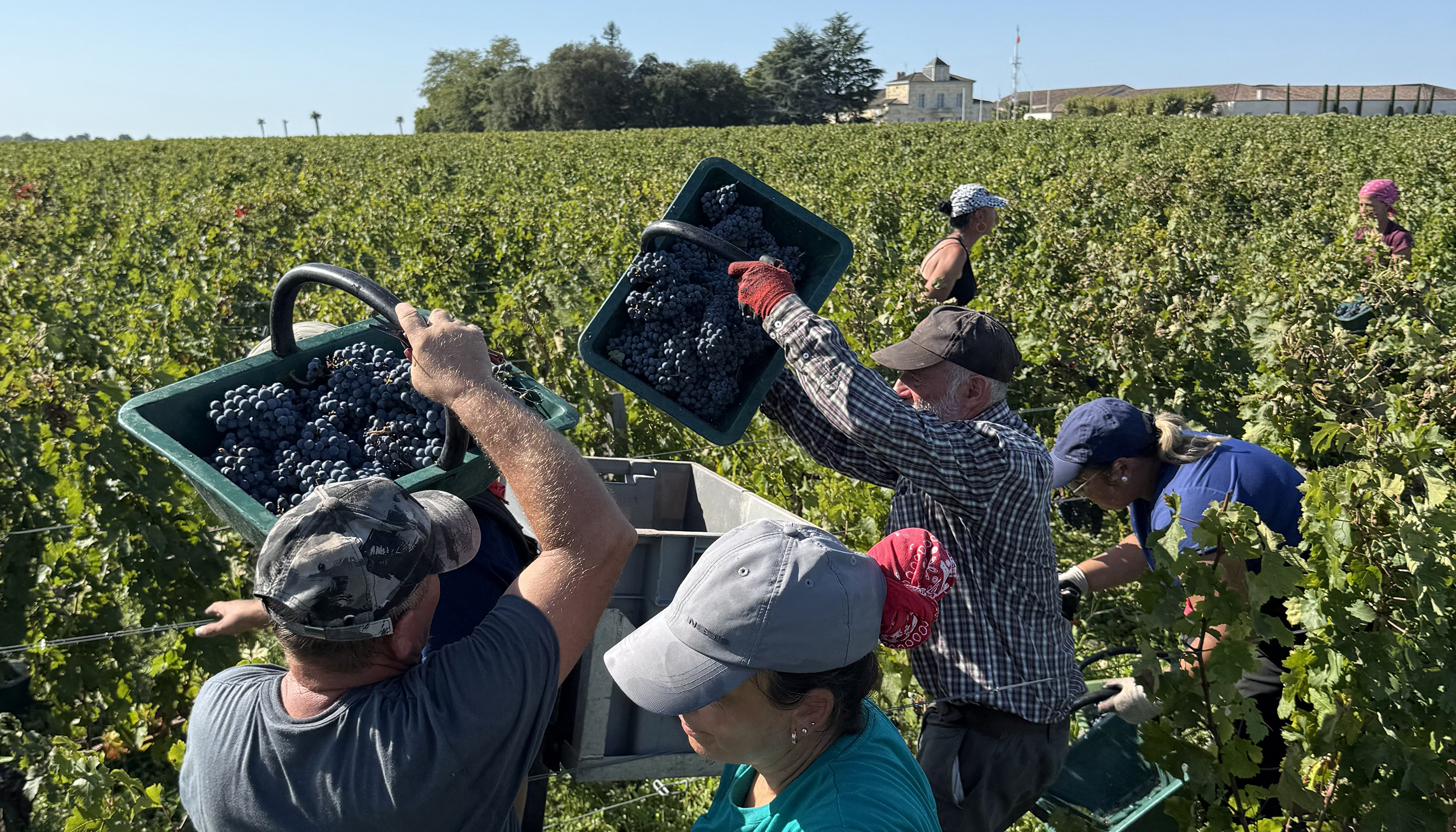 Bordeaux 2025 – an overview | Jancis Robinson