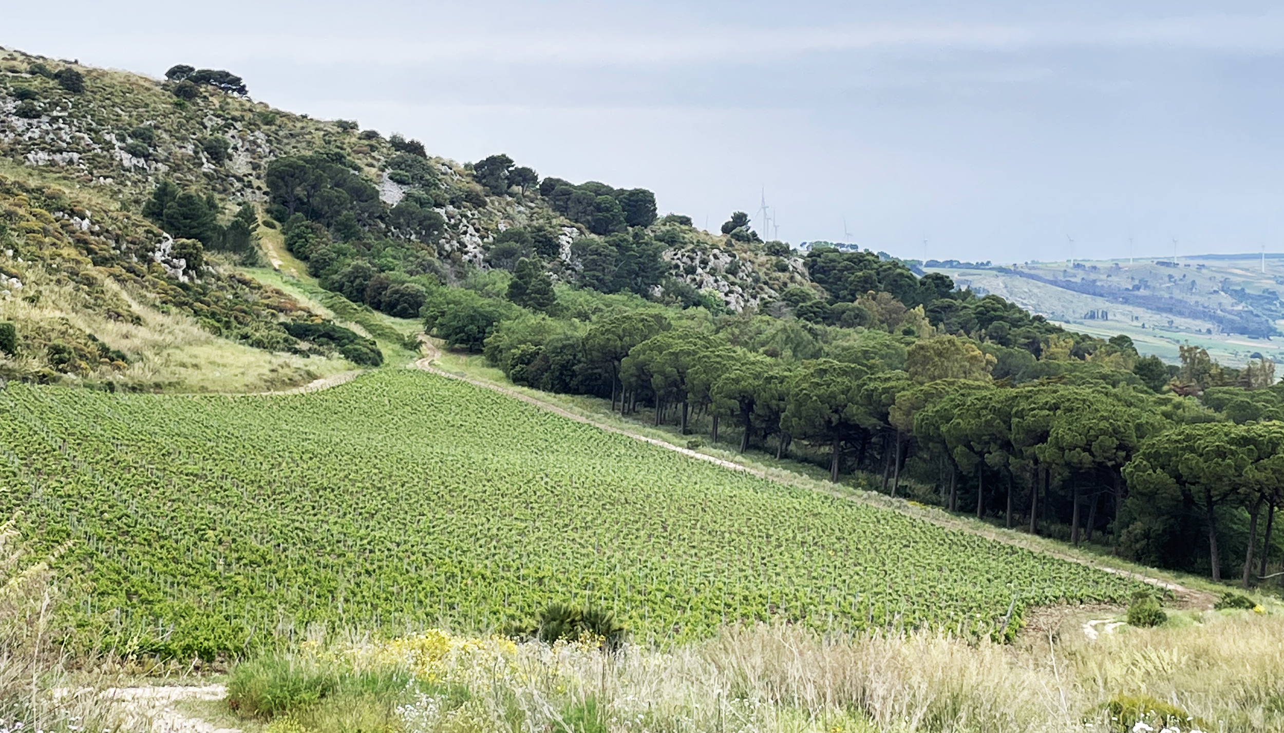 New Italian releases 2026 – centre and south | Jancis Robinson