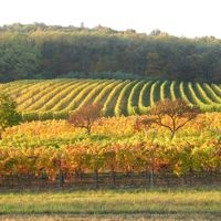 New Austrian wine classifications | Jancis Robinson