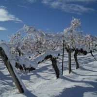 Washington's outstanding Champoux vineyard | Jancis Robinson