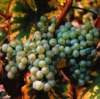 Four new ACs and a Spanish grape for France | Jancis Robinson