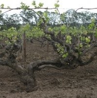 The oldest vines in the world? | Jancis Robinson