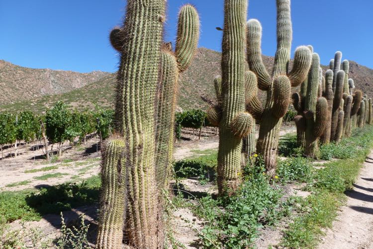 On top of the world in Salta | Jancis Robinson