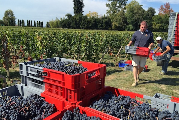 Gavin Free People Like Grapes