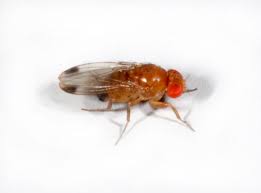 Asian fruit fly – a 2014 pest | Jancis Robinson