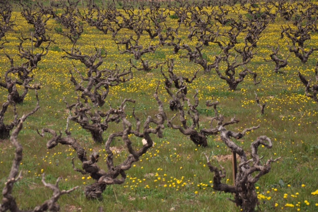 Xarello comes into its own | Jancis Robinson