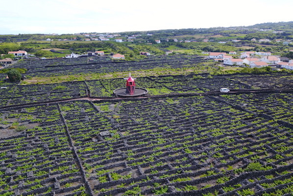 The volcanic wines of the Azores | Jancis Robinson