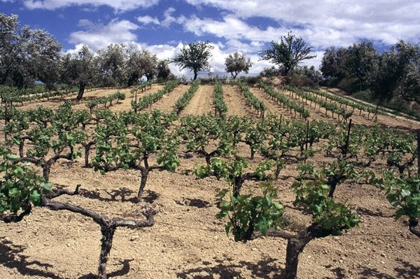 Spotlight on Greece – the reds | Jancis Robinson