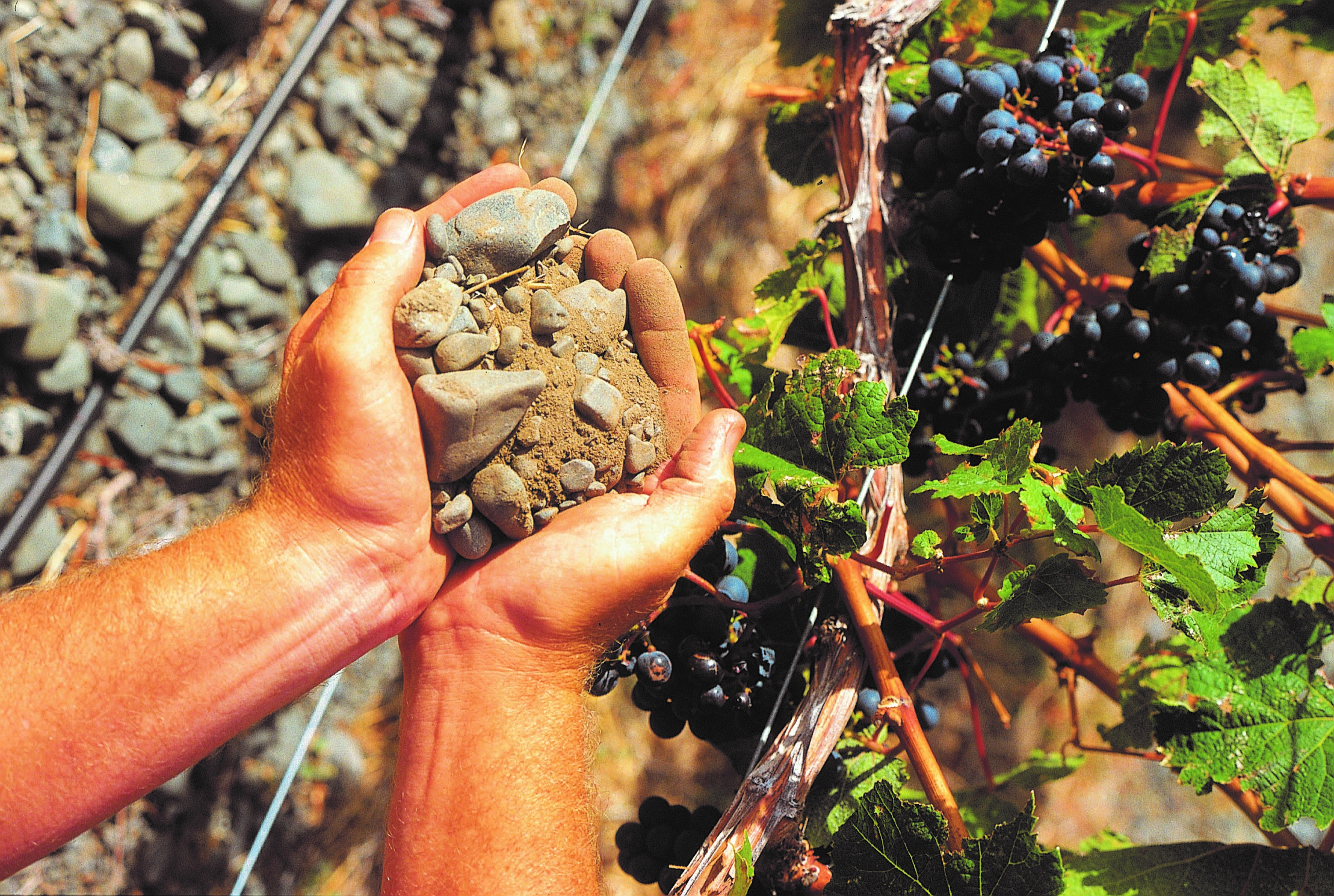 Gimblett Gravels 2014s | ジャンシス・ロビンソン