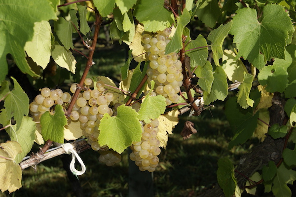 The world's great Chardonnays | Jancis Robinson