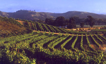 Melville, Estate Pinot Noir 2013 Sta Rita Hills | Jancis Robinson