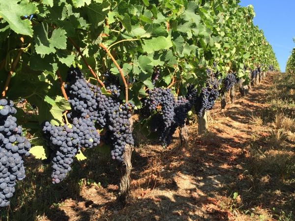 Gavin Free People Like Grapes